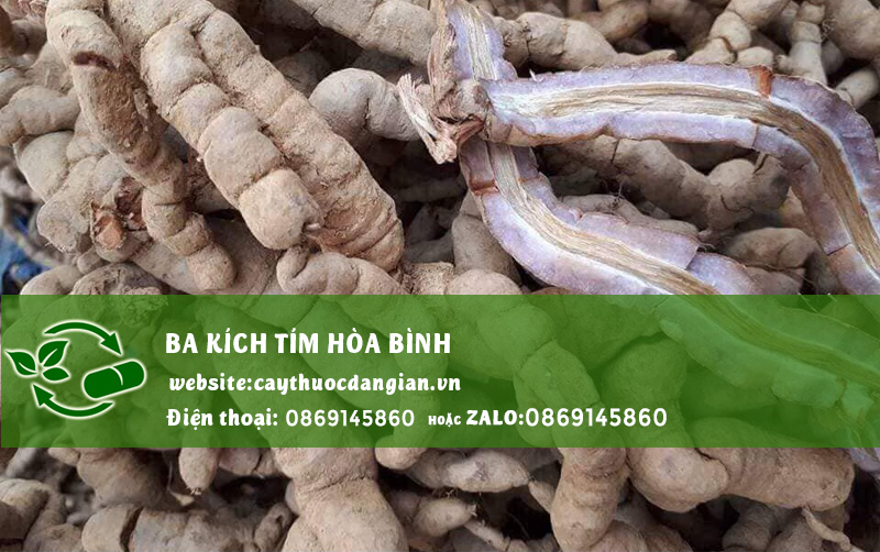 Ba kích tím: Đặc điểm, công dụng, cách ngâm rượu hiệu quả