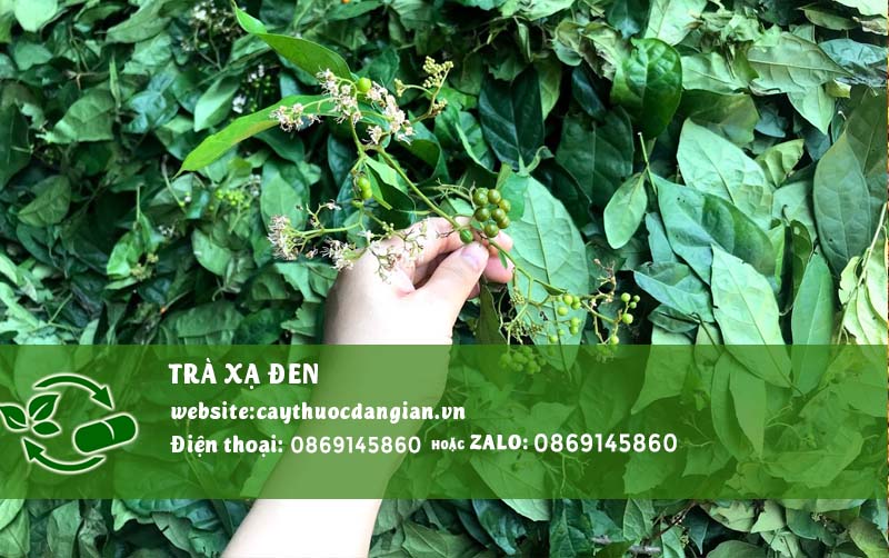 Cây Xạ Đen: Đặc điểm, Công dụng, Cách dùng và Địa Chỉ Bán Uy Tín Nhất?