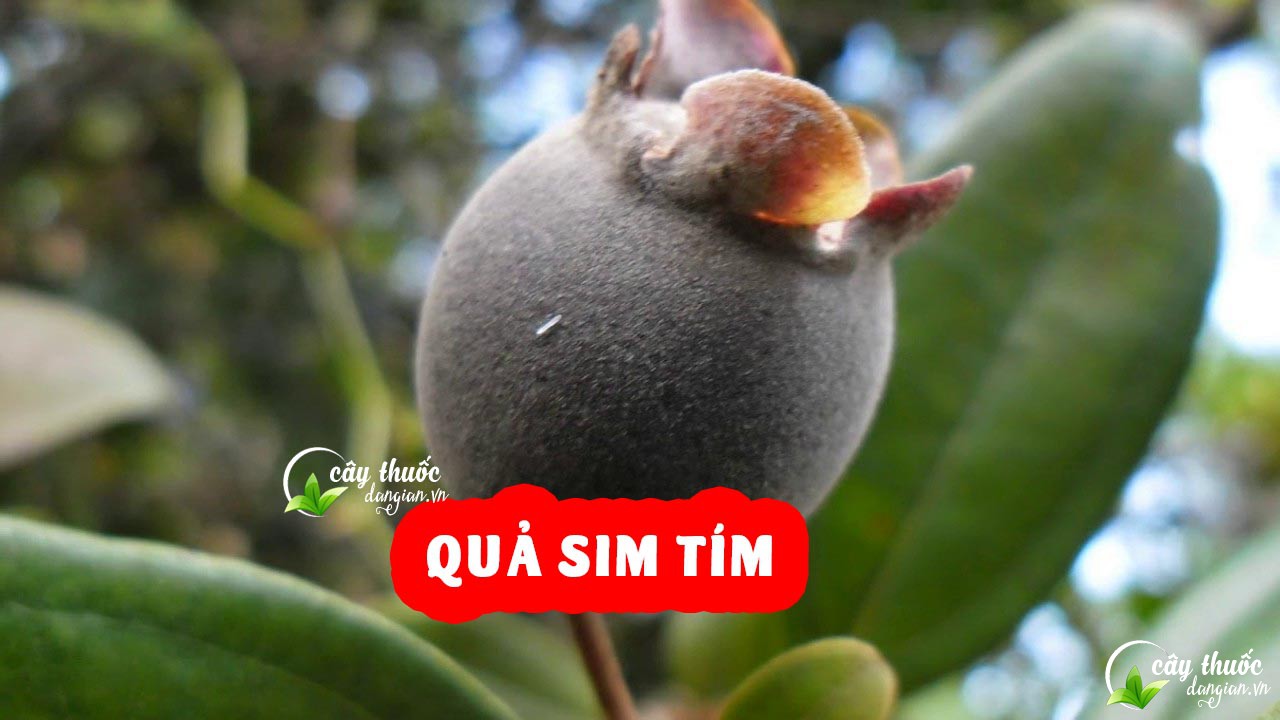 Tổng hợp thông tin về quả sim rừng tím và tác dụng của quả sim tím