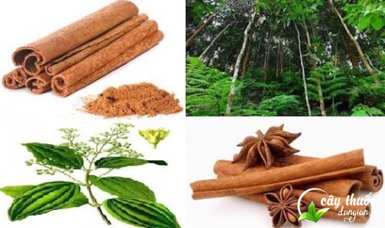 Quế chi có tác dụng gì? Giá bao nhiêu? Mua ở đâu tốt nhất?