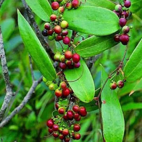 Cây thuốc kim cang chữa bệnh gì? 24 bài thuốc hữu ích trong dân gian