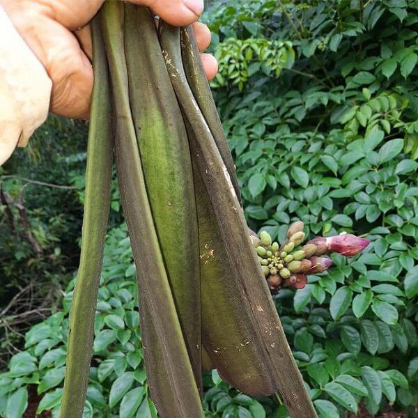 Núc nác: Thành phần, công dụng, cách dùng và địa chỉ mua uy tín