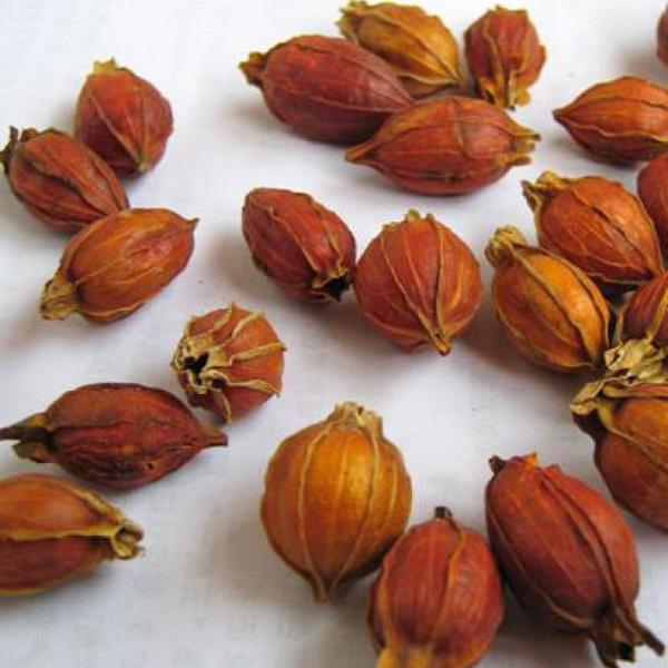 Chi tử có tác dụng gì và mua ở đâu có uy tín