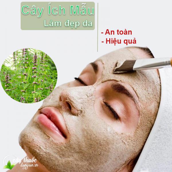 Cây ích mẫu làm đẹp da cho phụ nữ cực tốt mà lại an toàn