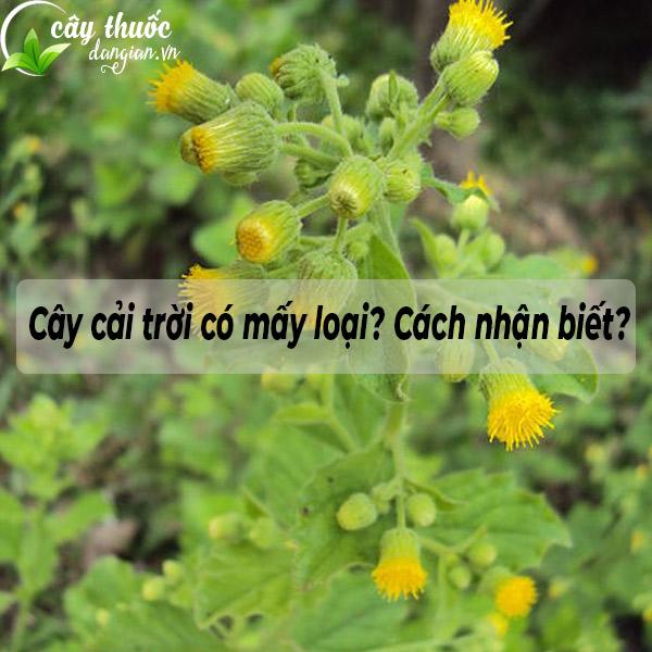 Cây cải trời có mấy loại? Cách nhận biết dễ dàng