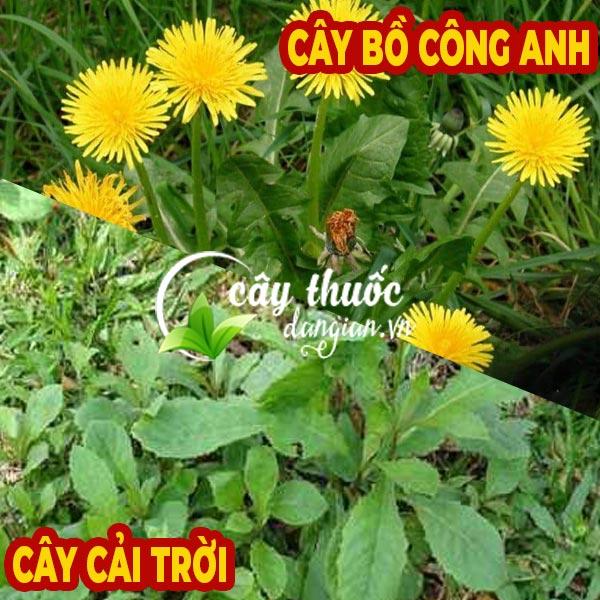 [Giải Đáp] Cây cải trời có phải là bồ công anh không?