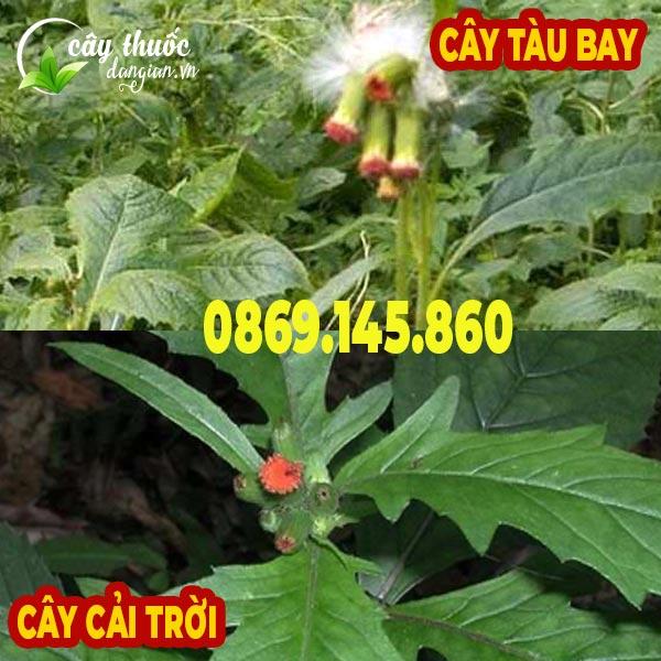 Cách phân biệt cây tàu bay và cây cải trời dễ dàng